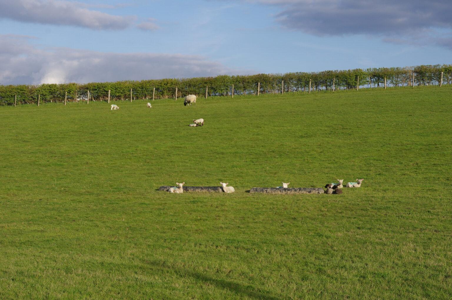 Preliminary Ecological Appraisal PEA - Landscape Architects