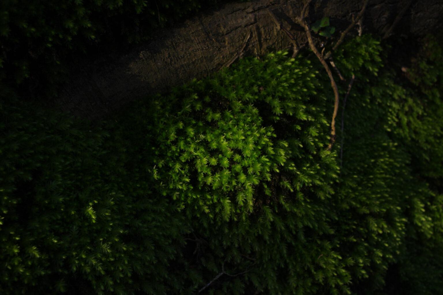 Landscape Visual Impact Assessment Report in Sussex, Kent, Surrey